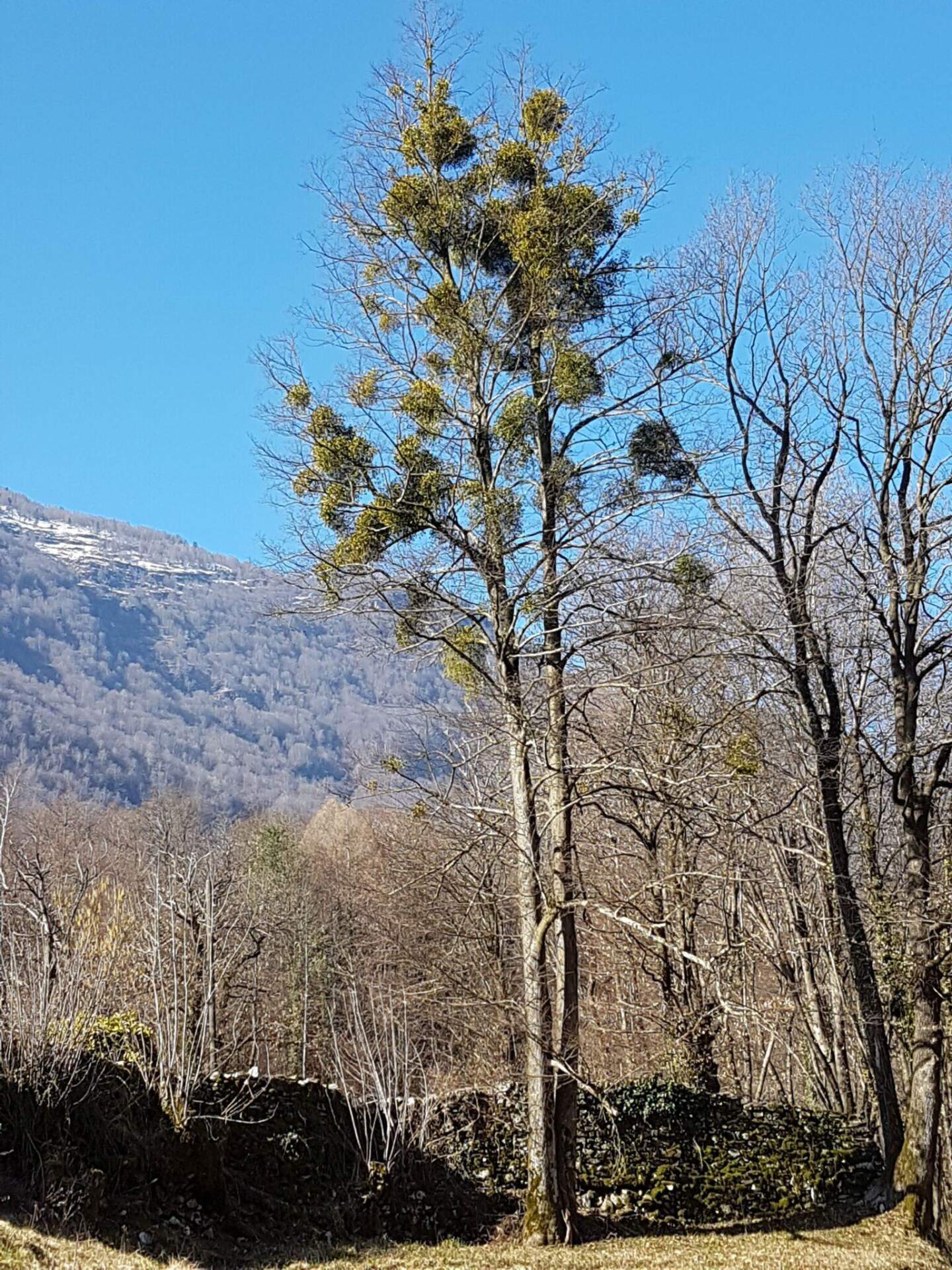 Die Mistel – faszinierendes Gewächs, umrankt von Mythen