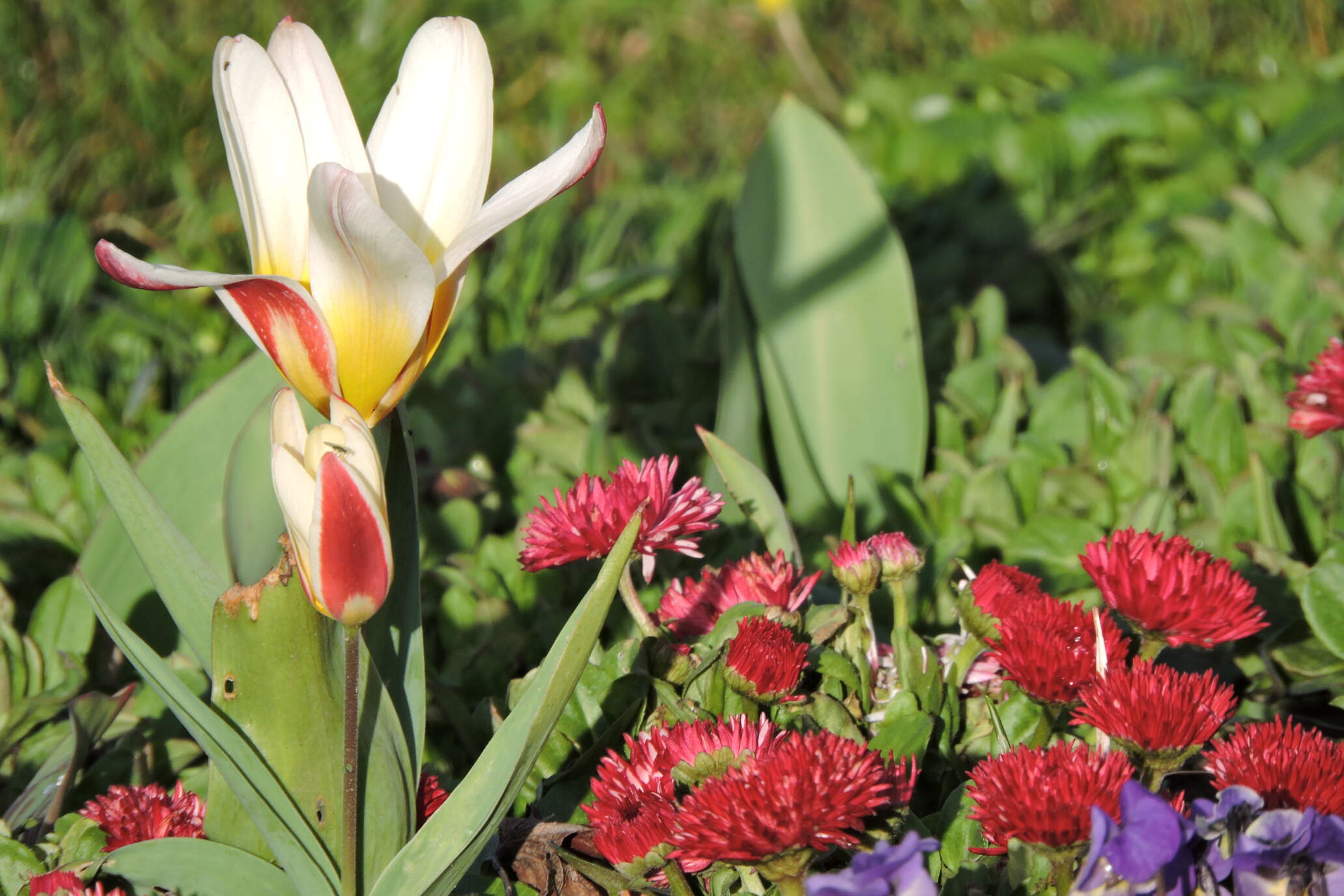 Ein Streifzug durch die Geschichte der Tulpen