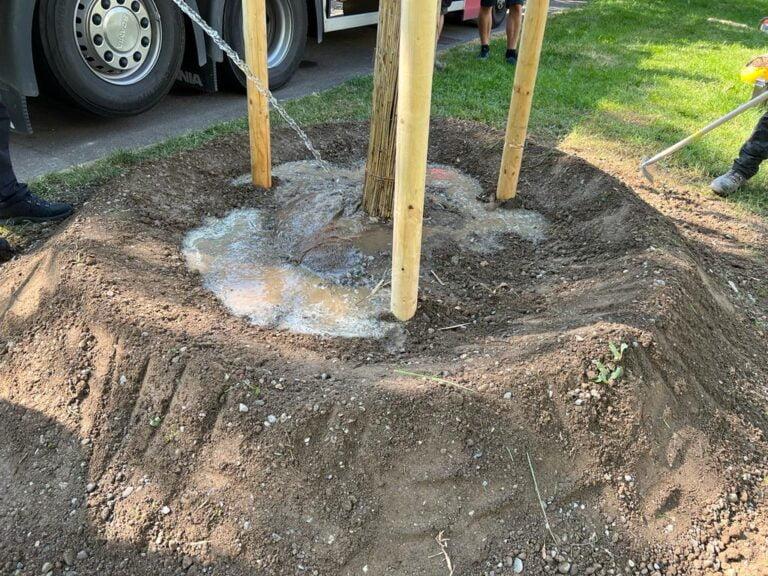 Baumpflanzung im Sommer: Wie macht man das?